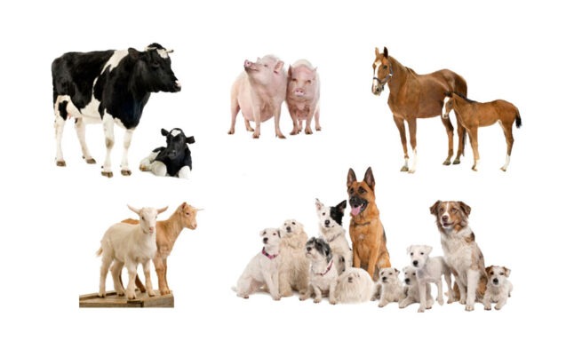 Reproduction Resources - Reproduction Resources